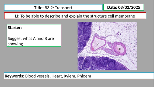 IB Biology: B3.2 Transport (first exams in 2025) | Teaching Resources