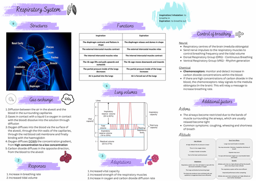 Respiratory system summary sheet | Teaching Resources