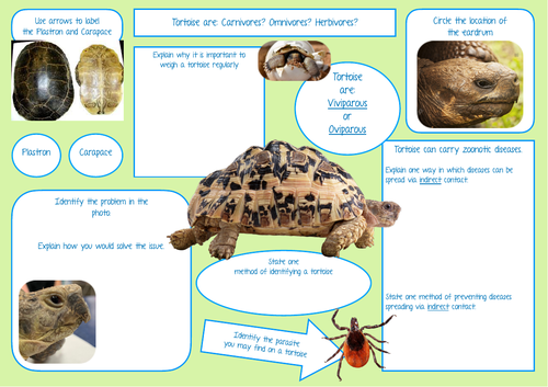 Animal Care: Tortoise Revision | Teaching Resources
