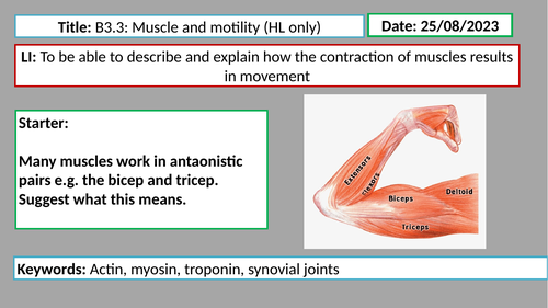 IB Biology: B3.3 Muscle and Motility (first exams in 2025) | Teaching ...