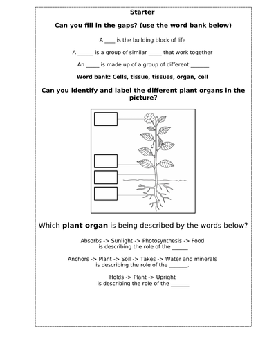 Plant leaf structure | Teaching Resources