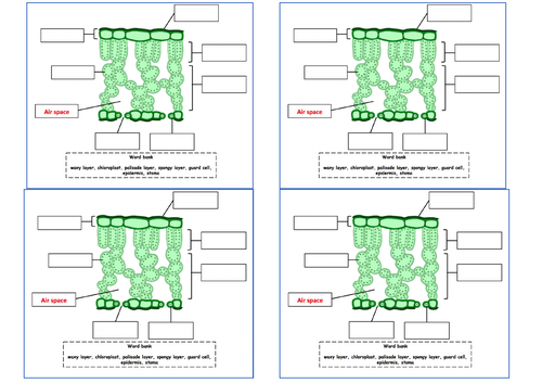 Plant leaf structure | Teaching Resources
