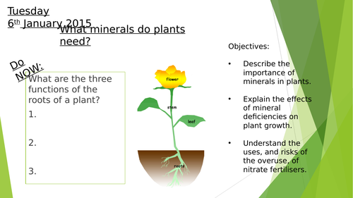 Plant minerals | Teaching Resources