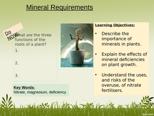 Plant minerals | Teaching Resources