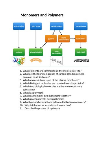 Monomers & Polymers | Teaching Resources