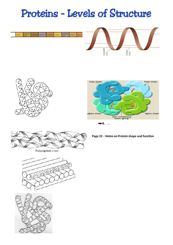 A level Biological Molecules Proteins | Teaching Resources