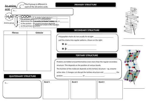 A level Biological Molecules Proteins | Teaching Resources