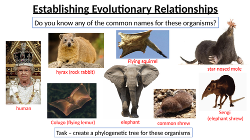 Diagram That Shows Evolutionary Connections Chart Science Da