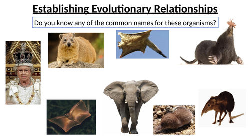 A-Level AQA Biology - Establishing Evolutionary Connections | Teaching ...