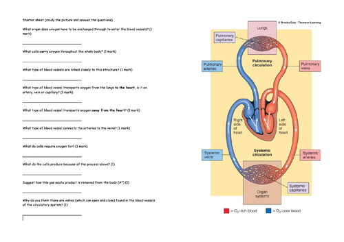 Circulation | Teaching Resources
