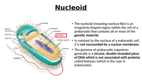 A-Level AQA Biology - Prokaryotic Cells and Viruses | Teaching Resources