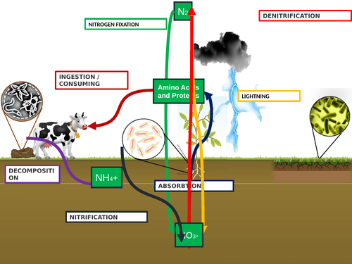 Nitrogen Cycle - GCSE/iGCSE | Teaching Resources Nitrogen Cycle - GCSE/iGCSE | Teaching Resources