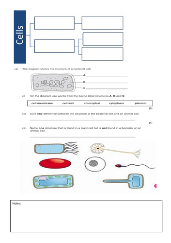 Cell Biology Revision | Teaching Resources