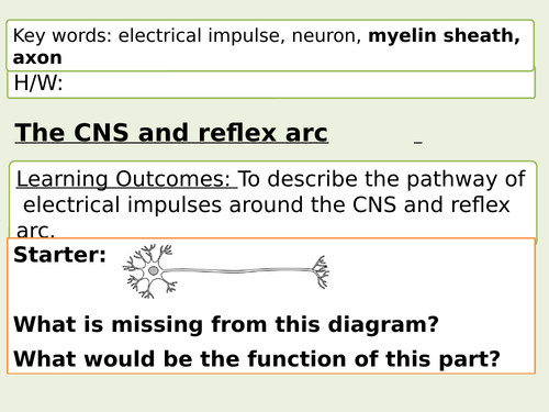 CNS and reflex arc | Teaching Resources