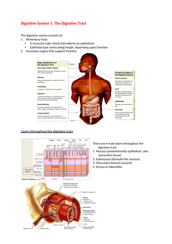 Digestive system: The Digestive Tract | Teaching Resources