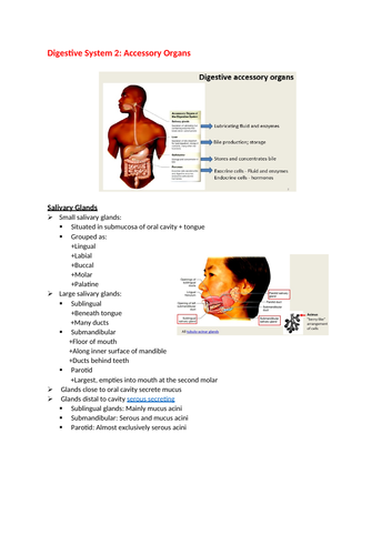 Digestive system: Accessory organs | Teaching Resources