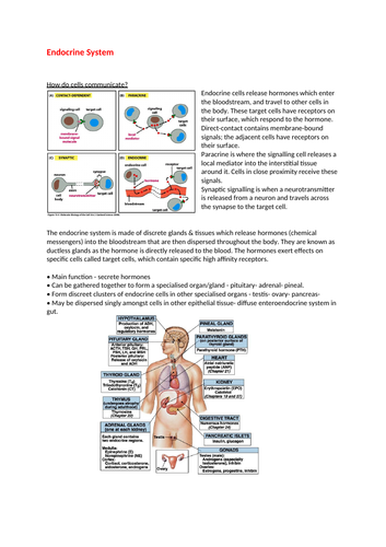 Endocrine system | Teaching Resources