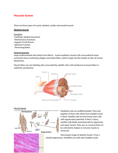 Muscular system | Teaching Resources