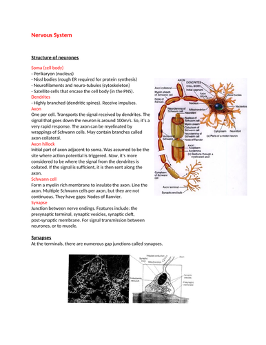Nervous system | Teaching Resources