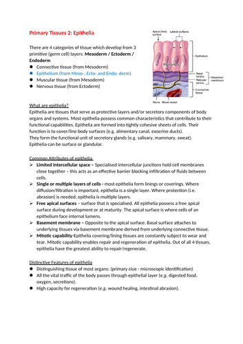 Primary tissues 2: Epithelia | Teaching Resources