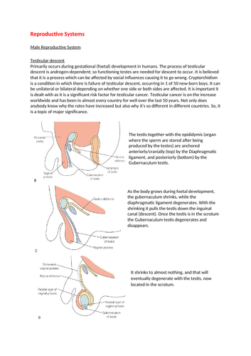Male and Female Reproductive Systems | Teaching Resources
