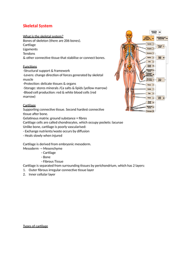 Skeletal System Teaching Resources