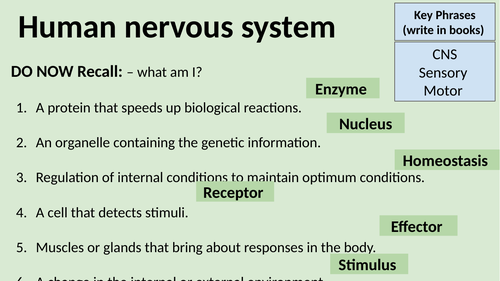AQA GCSE Biology B5 L2 Human Nervous system | Teaching Resources