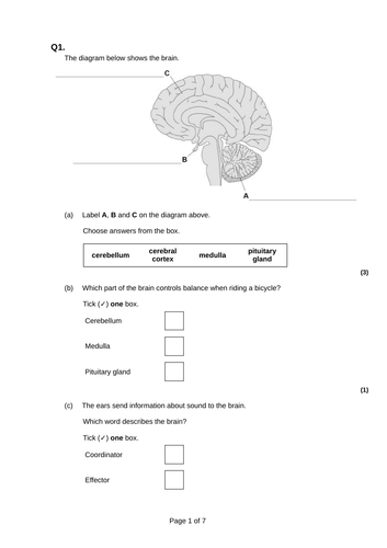 AQA GCSE Biology B5 The Brain | Teaching Resources