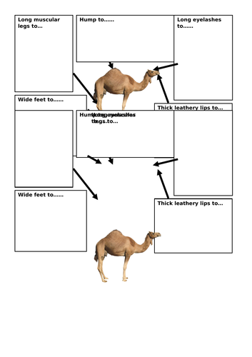 KS3: Exploring Your World: L11: Desert Animal Adaptations | Teaching ...