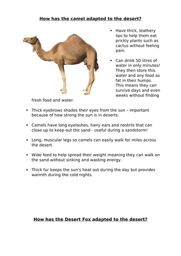 KS3: Exploring Your World: L11: Desert Animal Adaptations | Teaching ...