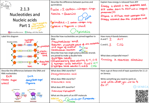 2.1.3 nucleotides and nucleic acids revision grid OCR A level Biology ...