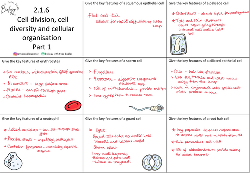 2.1.6 Cell division, diversity and organisation revision grid OCR A ...