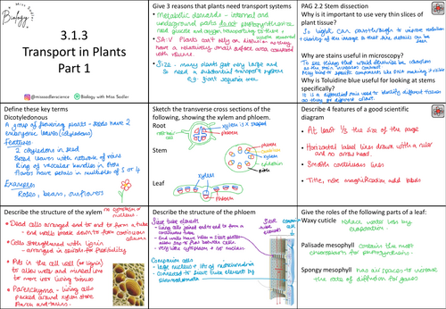 3.1.3 Transport in Plants revision grid OCR A level Biology | Teaching ...