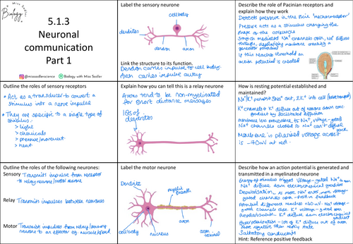 5.1.3 Neuronal communication revision grid OCR A level Biology ...