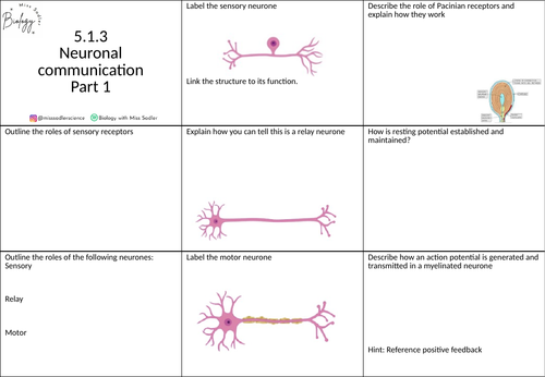 5.1.3 Neuronal communication revision grid OCR A level Biology ...