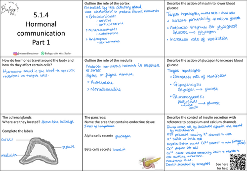 5.1.4 Hormonal communication revision grid OCR A level Biology ...