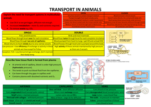Transport in Animals | Teaching Resources