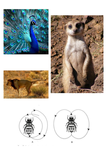 AQA GCSE Psychology: Animal and Human Communication. (Lesson 5 of ...