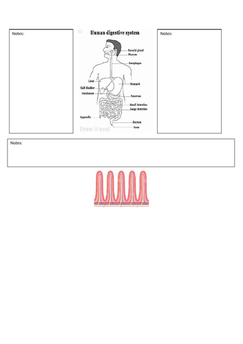The Digestive System | Teaching Resources