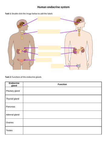 AQA GCSE Biology B5 Hormonal control (endocrine system) | Teaching ...