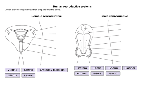 AQA GCSE Biology B5 human reproduction (hormones) | Teaching Resources