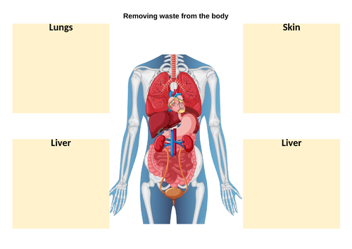 AQA GCSE Biology B5 Removing waste from the body | Teaching Resources