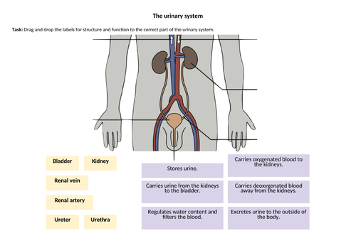 AQA GCSE Biology B5 The Human Kidney | Teaching Resources