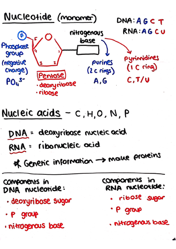 A Level Biology OCR DNA | Teaching Resources
