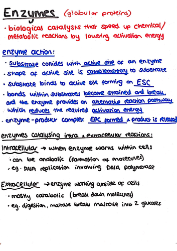 A Level Biology OCR Enzymes | Teaching Resources