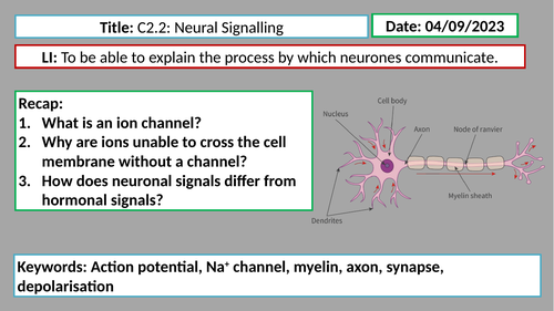 IB Biology C2.2: Neural signalling (first exams in 2025) | Teaching ...
