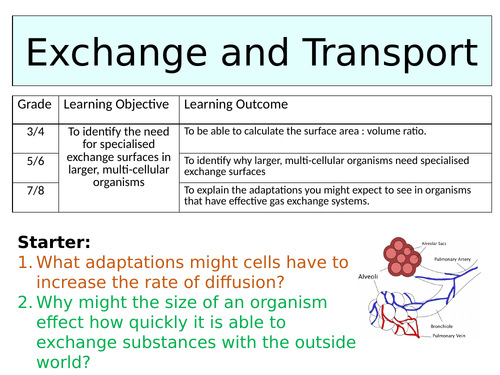 OCR GCSE (9-1) B2 Scaling Up Lesson Bundle | Teaching Resources