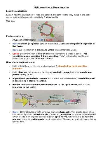 Photoreceptors A-level Biology | Teaching Resources
