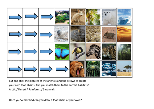 Animals and their Food Chains | Teaching Resources