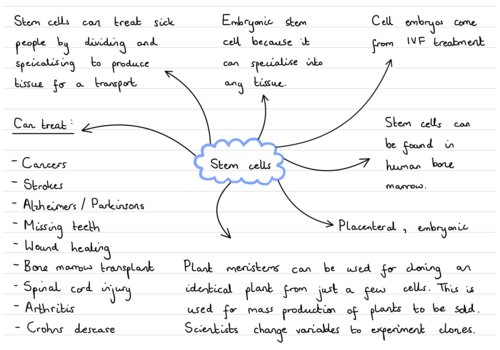 Stem Cells mind map | Teaching Resources